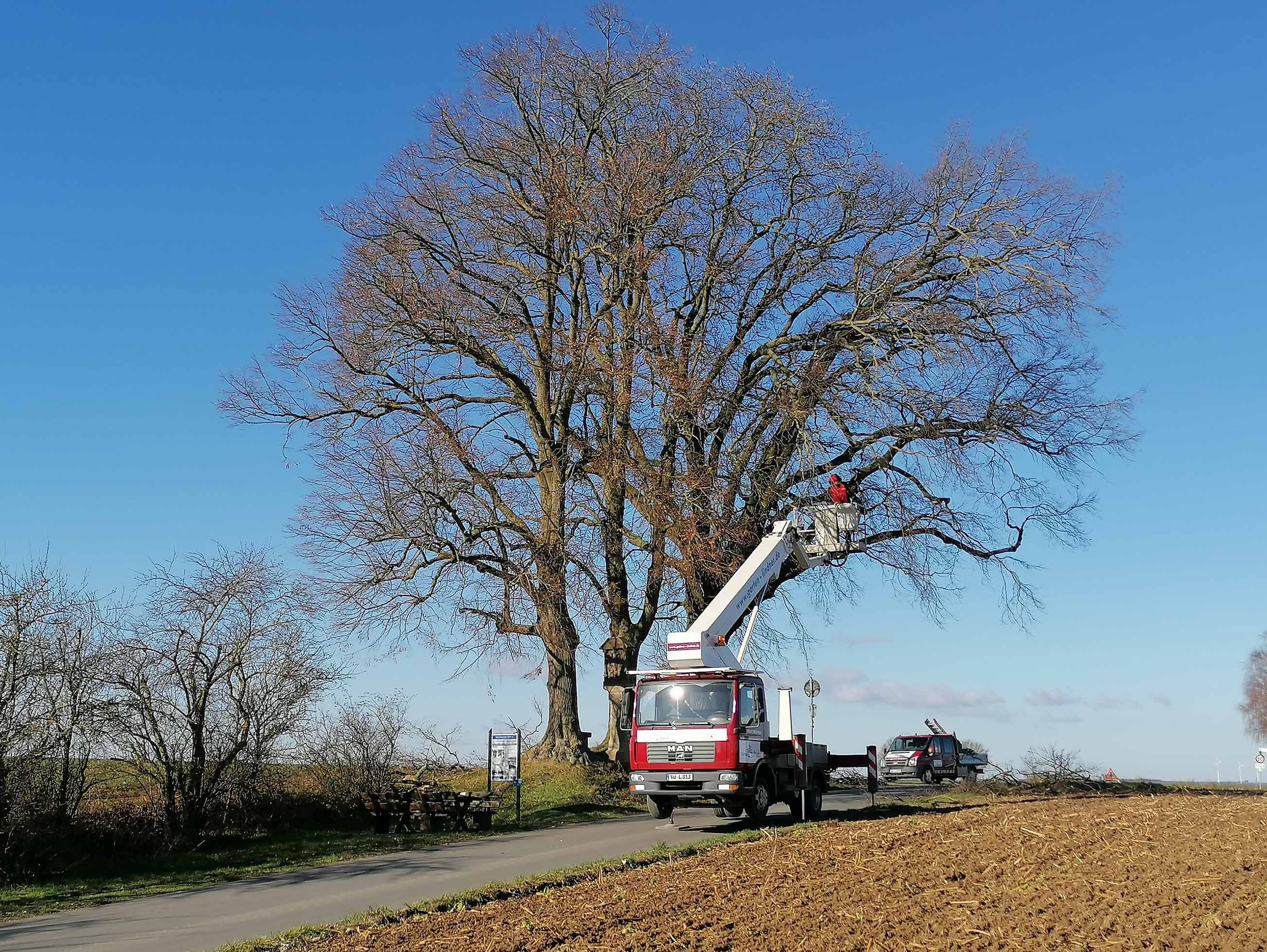 Garten Lindner GmbH in Ochsenfurt | Baumkontrolle